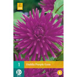 Kaktusdahlie 'Purple Gem' Lieferform: Blumenzwiebelbeutel mit Bildkarte