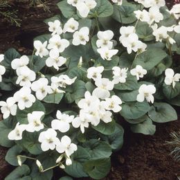 Weißes Pfingstveilchen 'Albiflora' Lieferform: Im 9 cm Topf