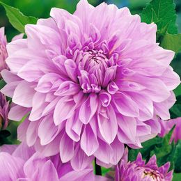 Großblumige Schmuckdahlie 'Lavender Perfection' -1 Stück Liefergröße: Zwiebelgröße 1