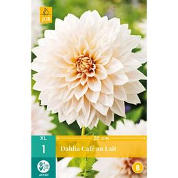 Großblumige Dahlie 'Café au Lait' - 1 Stück Lieferform: Blumenzwiebelbeutel mit Bildkarte