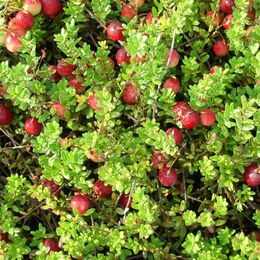 Cranberry (auch Moosbeere) Lieferform: Im Topf