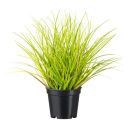 Gasper Dekopflanze im Topf GRAS