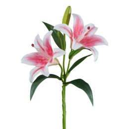 Gasper Lilie FLOWERS