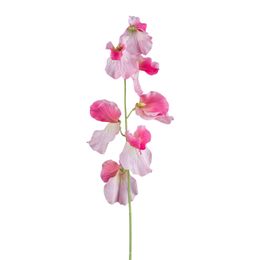 Gasper Wicke FLOWERS