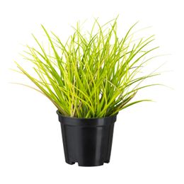 Gasper Dekopflanze im Topf GRAS