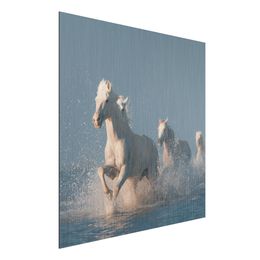 Alu-Dibond Tiere Schimmelherde