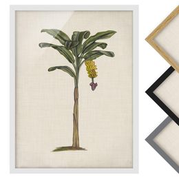Blumen Bild mit Rahmen Britische Palmen III
