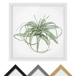 Blumen Bild mit Rahmen Luftpflanze Aquarell I