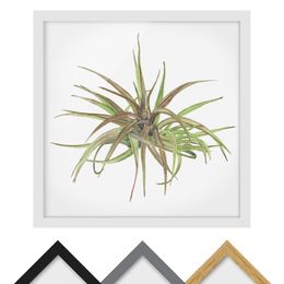 Blumen Bild mit Rahmen Luftpflanze Aquarell II