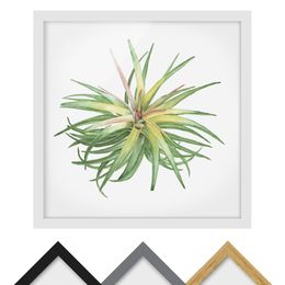 Blumen Bild mit Rahmen Luftpflanze Aquarell III