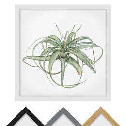 Blumen Bild mit Rahmen Luftpflanze Aquarell I