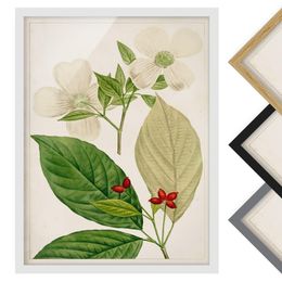 Blumen Bild mit Rahmen Tableau Blatt Bl&uuml;te Frucht III