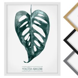 Aquarell Bild mit Rahmen Smaragdgr&uuml;ne Monstera Adansonii