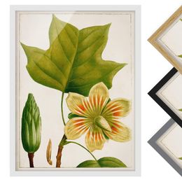 Blumen Bild mit Rahmen Tableau Blatt Bl&uuml;te Frucht IV