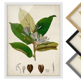 Blumen Bild mit Rahmen Laubbaum Schautafel IV