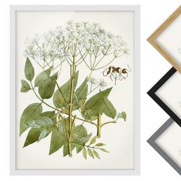 Blumen Bild mit Rahmen Wildkr&auml;uter Schautafel V