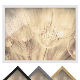 Blumen Bild mit Rahmen Pusteblumen Nahaufnahme in wohnlicher Sepia T&ouml;nung