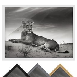 Schwarz-Wei&szlig; Bild mit Rahmen Resting Lion