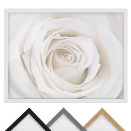 Blumen Bild mit Rahmen Pretty White Rose