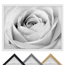 Blumen Bild mit Rahmen Close Up Rose