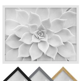 Blumen Bild mit Rahmen Kaktus Sukkulente