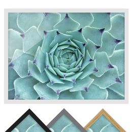 Blumen Bild mit Rahmen Kaktus Agave