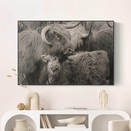 Akustik-Wechselbild Hochlandrind Familie