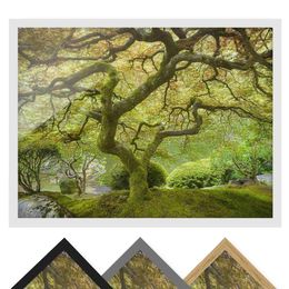 Natur & Landschaft Bild mit Rahmen Gr&uuml;ner Japanischer Garten