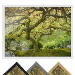 Natur & Landschaft Bild mit Rahmen Gr&uuml;ner Japanischer Garten