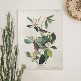 Bilderwelten Leinwandbild Vintage Lehrtafel Fliegenschn&auml;pper Leinwanddruck Vintage,Tiere - V&ouml;gel,Botanik - Blume Wandbild Wohnzimmer