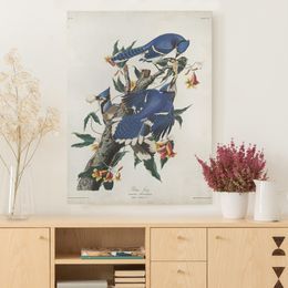 Bilderwelten Leinwandbild Vintage Lehrtafel Blauer H&auml;her Leinwanddruck Vintage,Tiere - V&ouml;gel,Botanik - Blume Wandbild Wohnzimmer