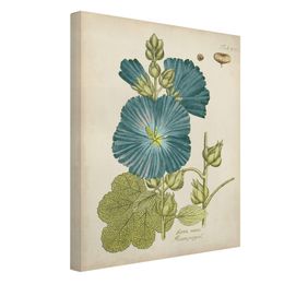 Bilderwelten Leinwandbild Vintage Botanik in Blau Rosenpappel Leinwanddruck Vintage,Botanik - Pflanzen,Botanik - Blume Wandbild Wohnzimmer