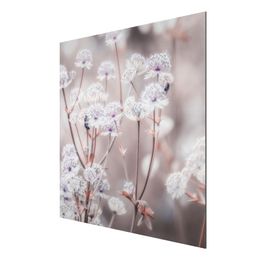 Bilderwelten Alu-Dibond Outdoor Bild Federleichte Wildblumen