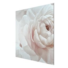 Bilderwelten Alu Dibond Outdoor Bild rosa Motiv wetterfest - Wei&szlig;e Bl&uuml;te im Bl&uuml;tenmeer - Rose Wohnzimmer Schlafzimmer