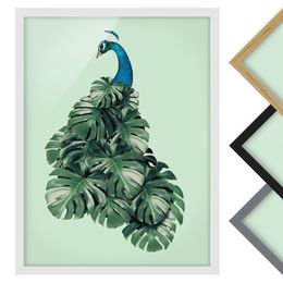 Bild mit Rahmen Pfau mit Monstera Bl&auml;ttern
