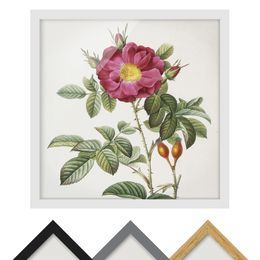 Bild mit Rahmen Pierre Joseph Redout&eacute; - Portland-Rose