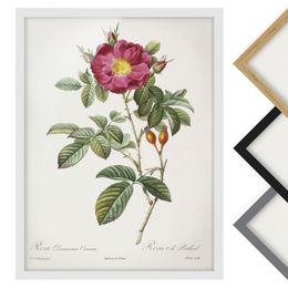 Bild mit Rahmen Pierre Joseph Redout&eacute; - Portland-Rose