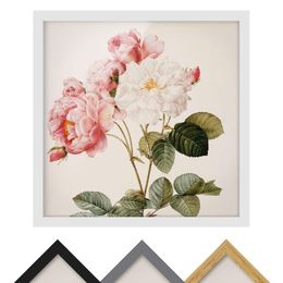 Bild mit Rahmen Pierre Joseph Redout&eacute; - Damaszener-Rose