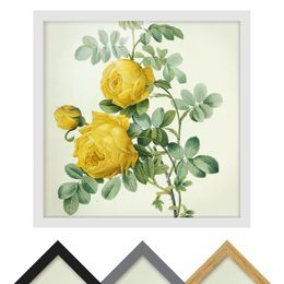 Bild mit Rahmen Pierre Joseph Redout&eacute; - Rosa Sulfurea