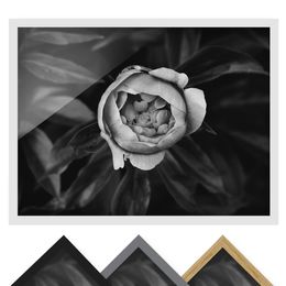 Bild mit Rahmen Pfingstrosenbl&uuml;te vor Bl&auml;ttern Schwarz Wei&szlig;