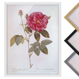 Bild mit Rahmen Pierre Joseph Redout&eacute; - Apothekerrose