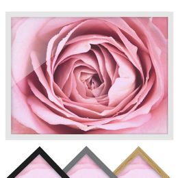 Bild mit Rahmen Rosa Rosenbl&uuml;te