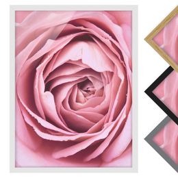 Bild mit Rahmen Rosa Rosenbl&uuml;te