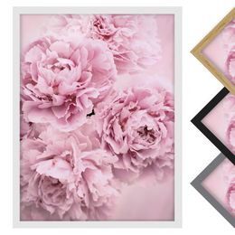 Bild mit Rahmen Rosa Pfingstrosen
