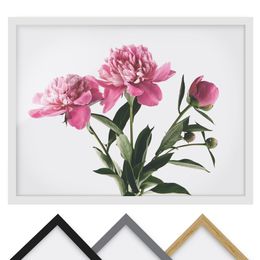 Bild mit Rahmen Bl&uuml;ten und Knospen Pink auf Wei&szlig;