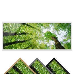 Wald Bild mit Rahmen B&auml;ume des Lebens
