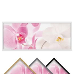 Blumen Bild mit Rahmen Delicate Orchids