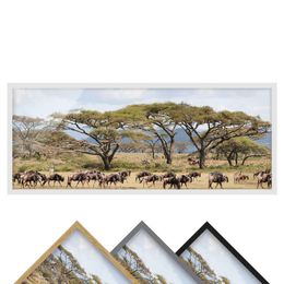Natur & Landschaft Bild mit Rahmen Gnuherde in der Savanne