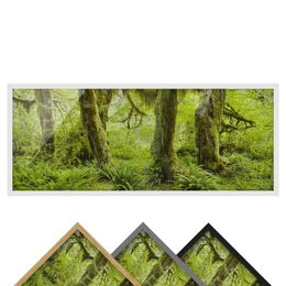 Wald Bild mit Rahmen Hall of Mosses Olympic National Park