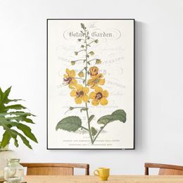 Akustik-Wechselbild Botanisches Tableau - K&ouml;nigskerze